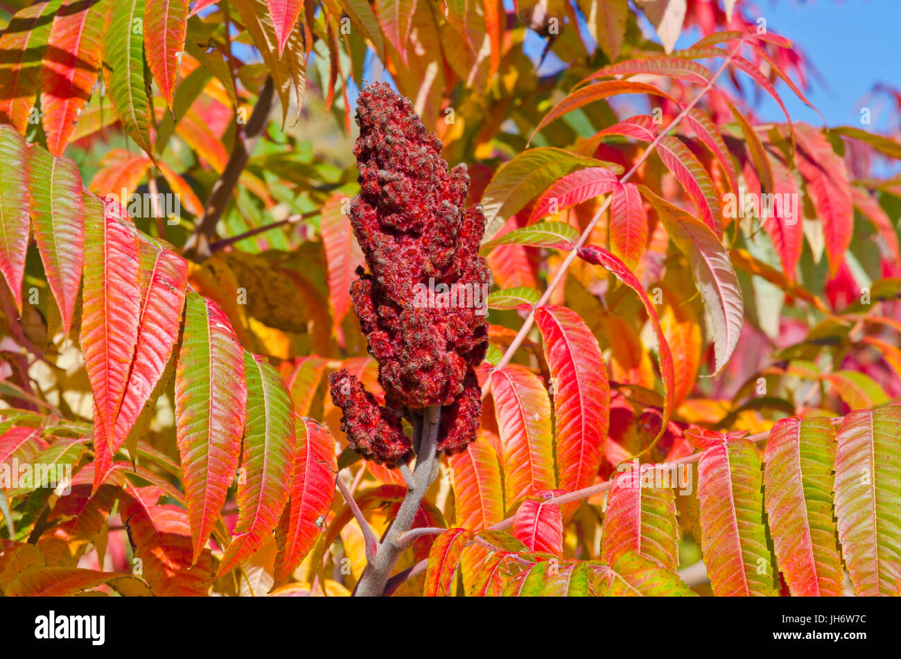 Fall's colorful trees in park. Ontario, Canada Stock Photo - Alamy