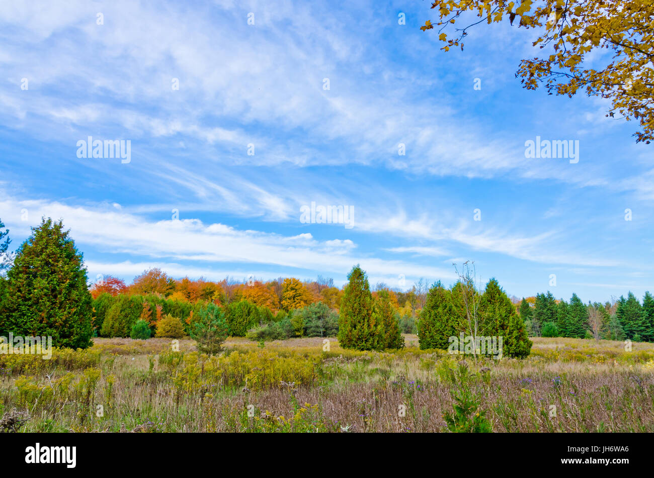 Fall's colorful trees in park. Ontario, Canada Stock Photo - Alamy