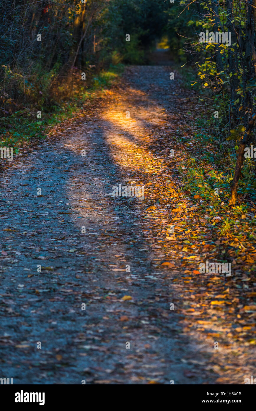 Forest path in Richmond Hill, Ontario, Canada Stock Photo - Alamy