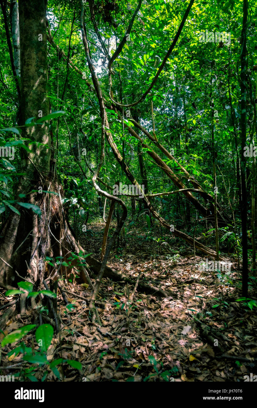 LORETO, PERU - CIRCA OCTOBER 2015: Peruvian forest in the Amazon Stock ...