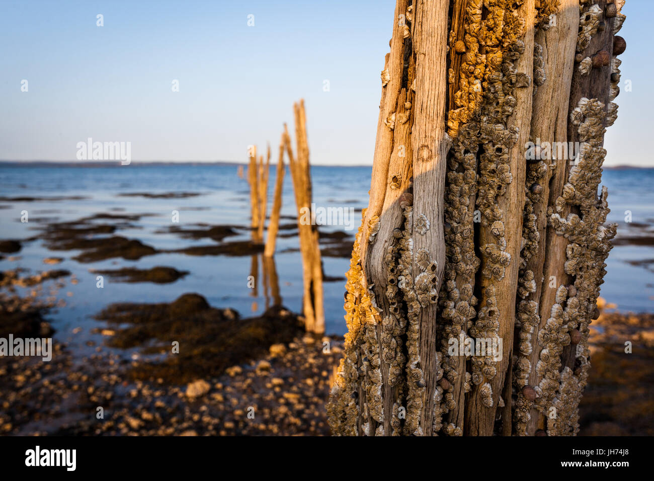 Pilings In The Water Stock Photos & Pilings In The Water Stock Images ...