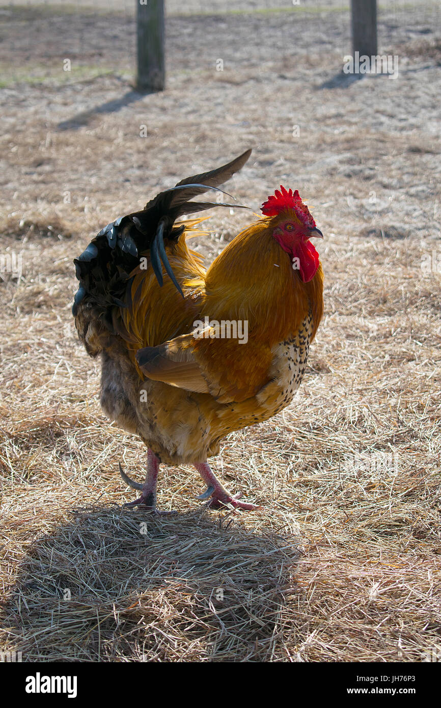 A red rooster struts on a ranch in Corpus Christi, Texas Stock Photo ...