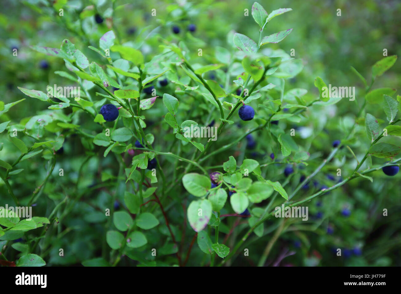 Wild ripe blueberry in norwegian summer forest Stock Photo - Alamy