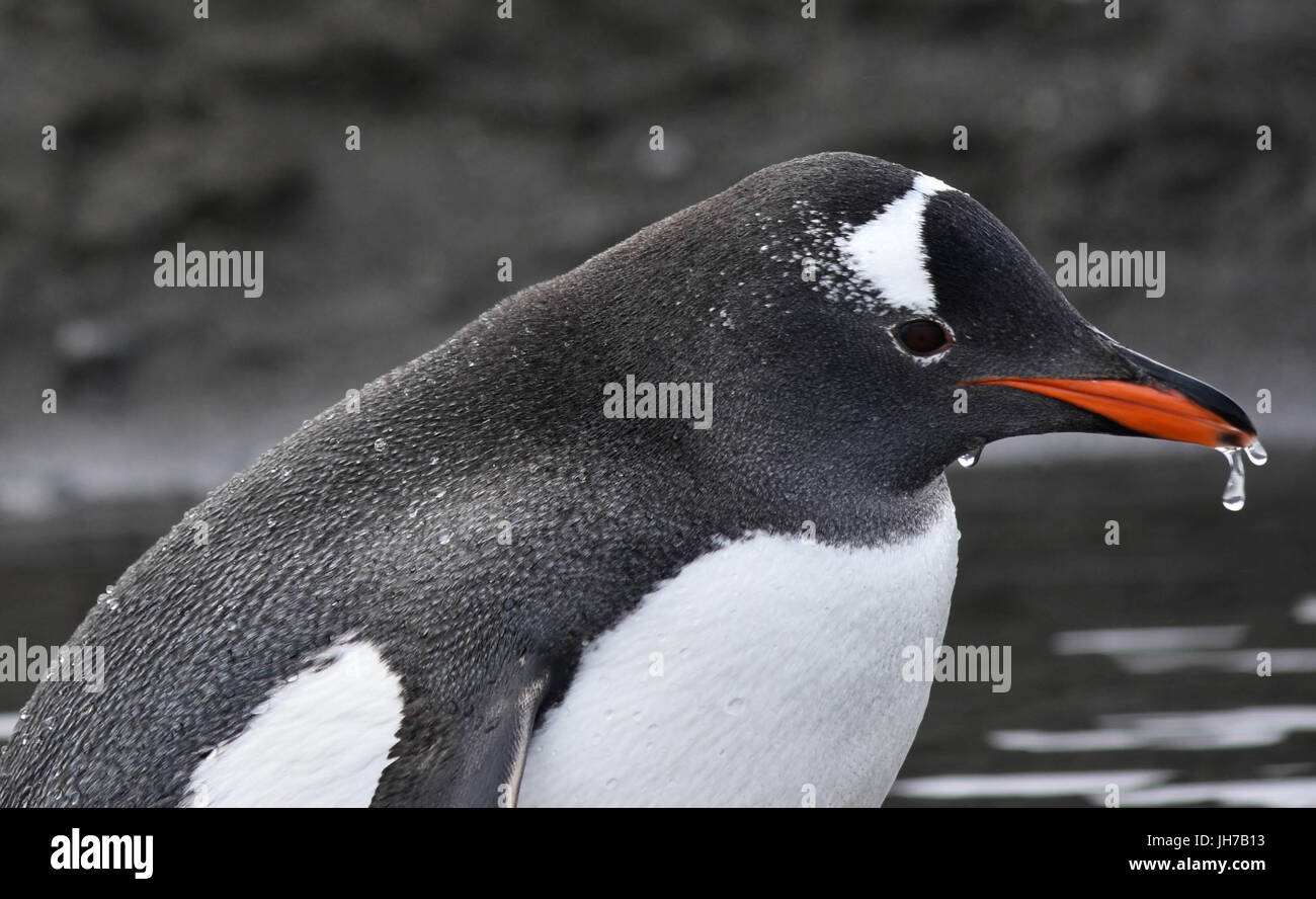 Gentoo Penguin Drinking Water in Sub Antarctica Stock Photo - Alamy