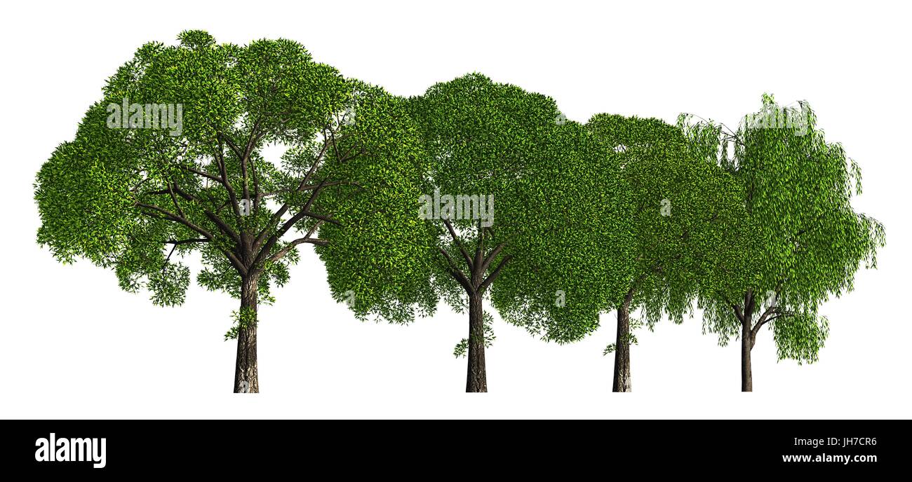 3D illustration trees row isolated on white, can be used for matte ...
