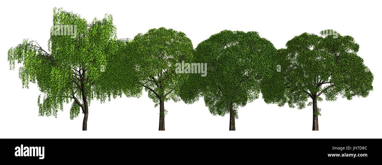 3D illustration trees row isolated on white, can be used for matte ...