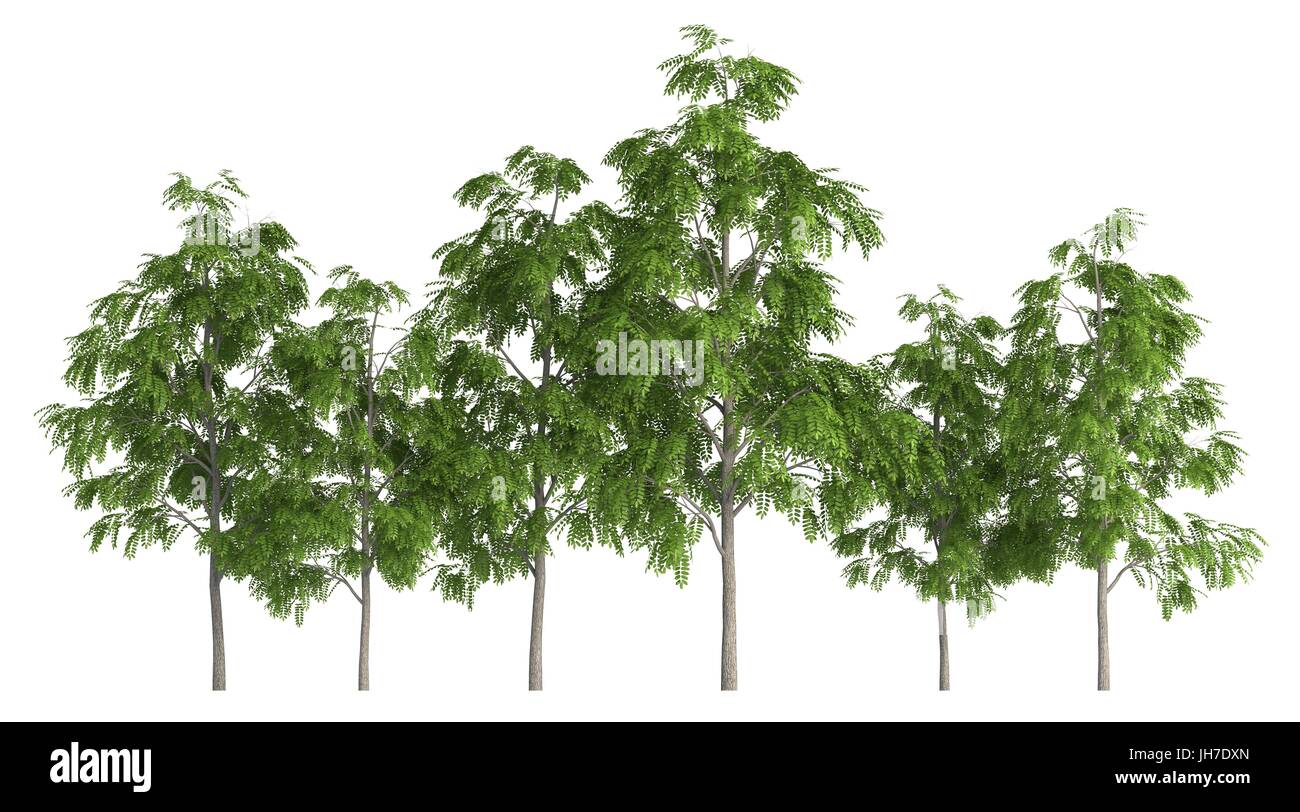 3D illustration trees row isolated on white, can be used for matte ...