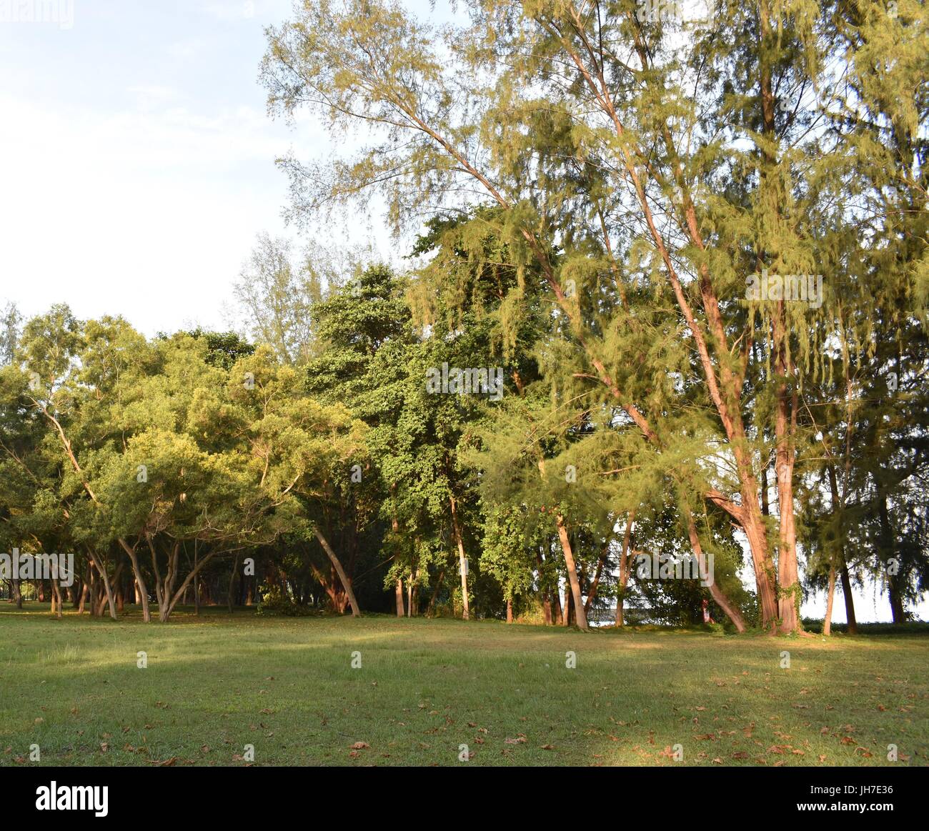 Trees under the sun Stock Photo - Alamy