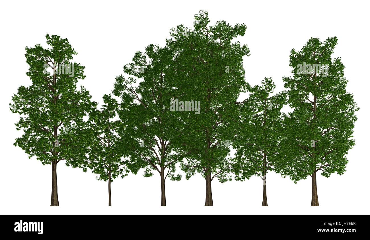 3D illustration trees row isolated on white, can be used for matte ...
