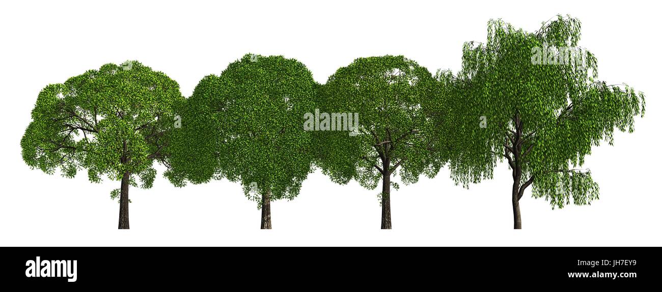 3D illustration trees row isolated on white, can be used for matte ...