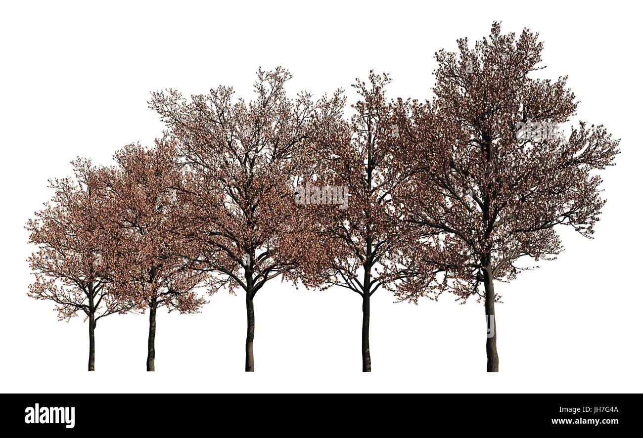3D illustration trees row isolated on white, can be used for matte ...