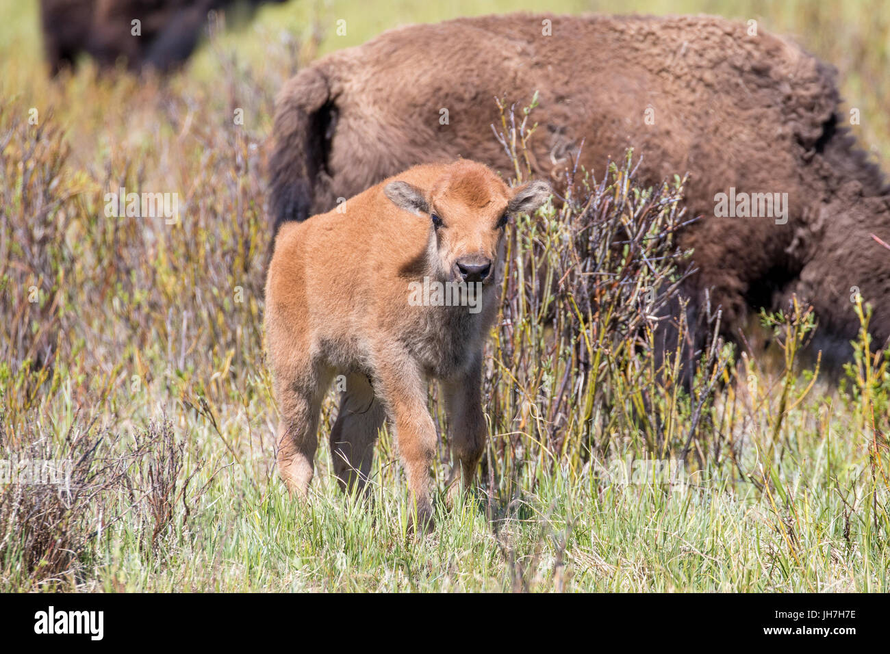 Newborn bison calf hi-res stock photography and images - Alamy