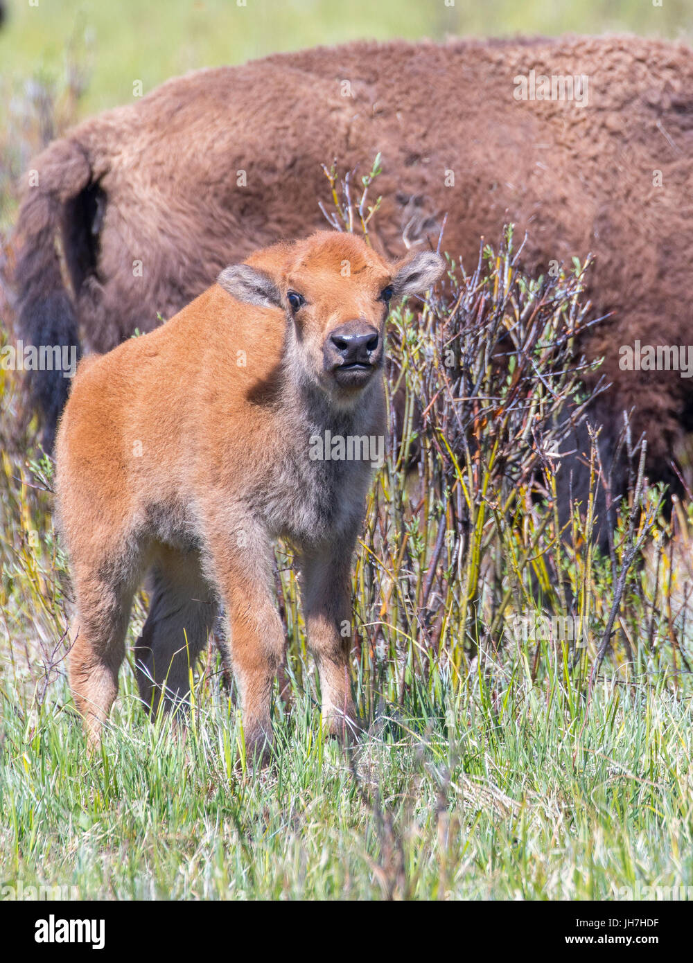 Bison mom and calf walking hi-res stock photography and images - Alamy
