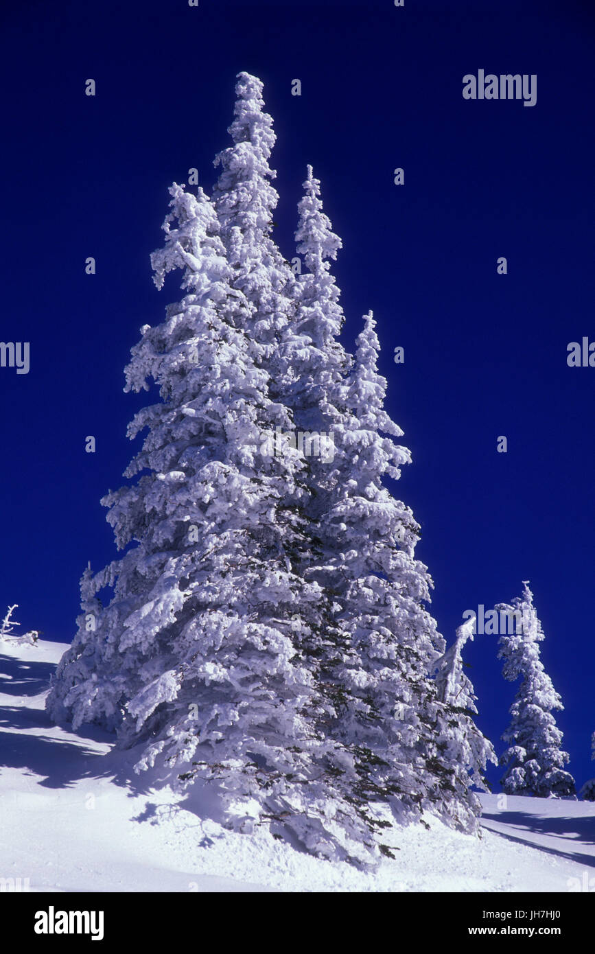 Hurricane Ridge winter forest, Olympic National Park, Washington Stock ...