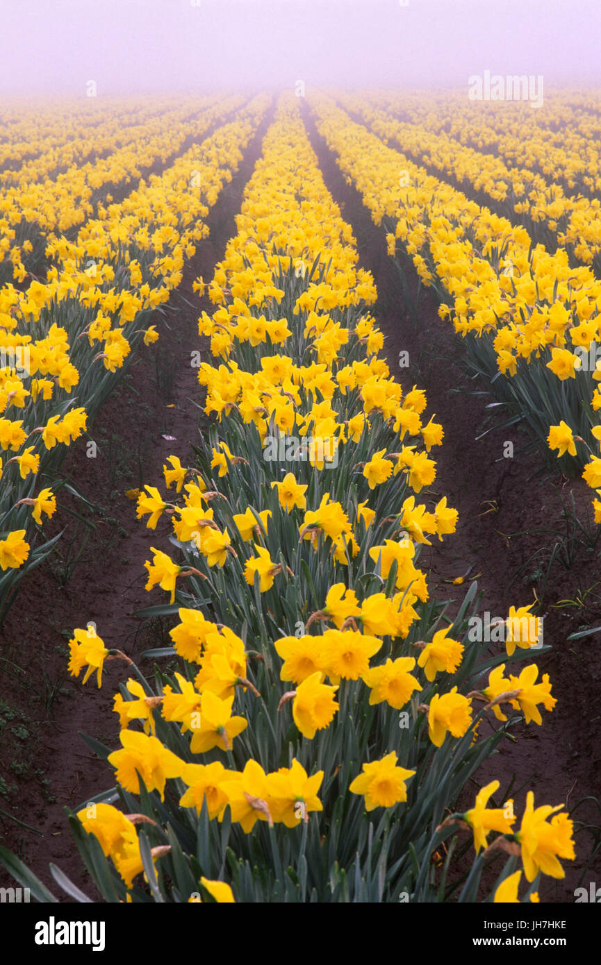 Daffodil field, Pierce County, Washington Stock Photo - Alamy