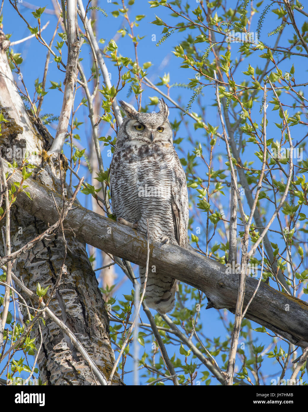 Great horned owl mother in cottonwood tree in Alpine Wyoming Stock ...