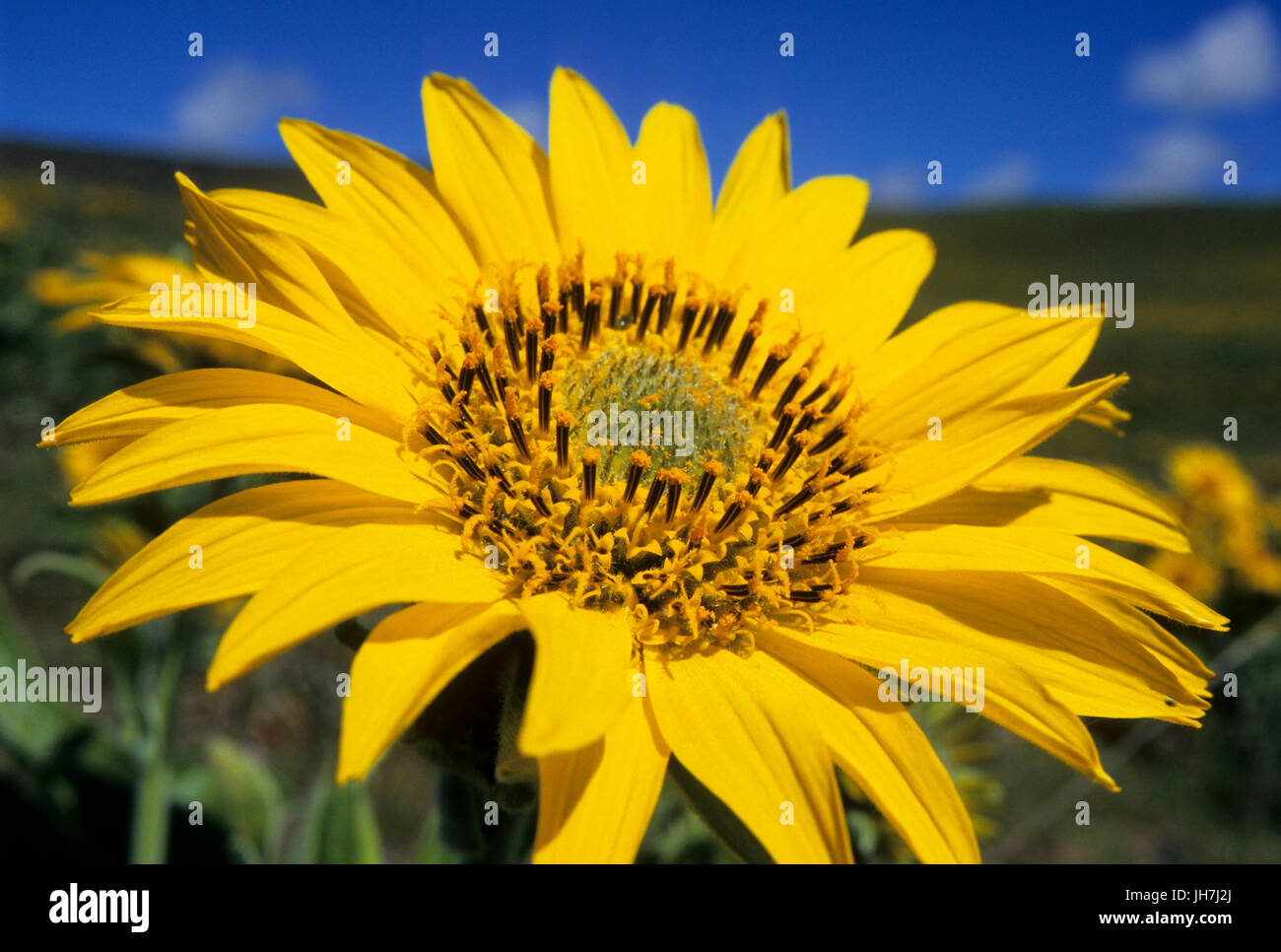 Balsamorhiza flower hi-res stock photography and images - Alamy