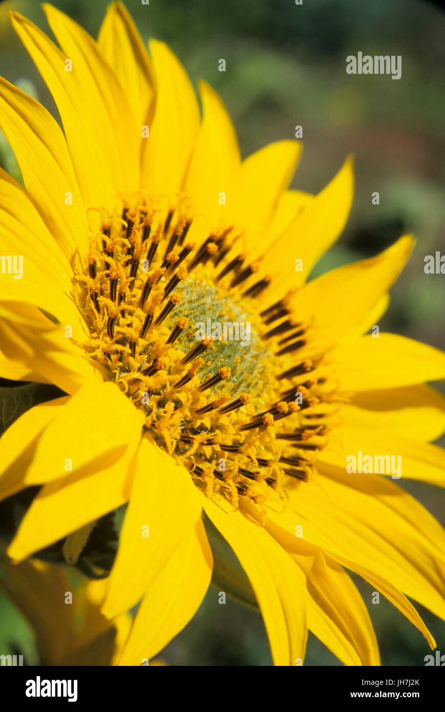 Balsamorhiza flower hi-res stock photography and images - Alamy