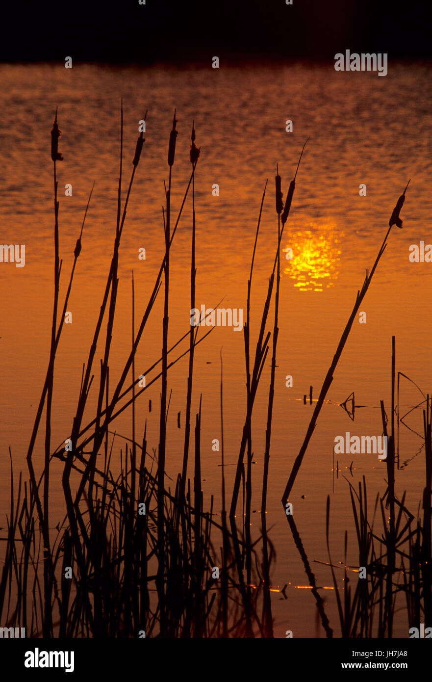 Stan Coffin Lake sunrise with cattails, Quincy Wildlife Area ...