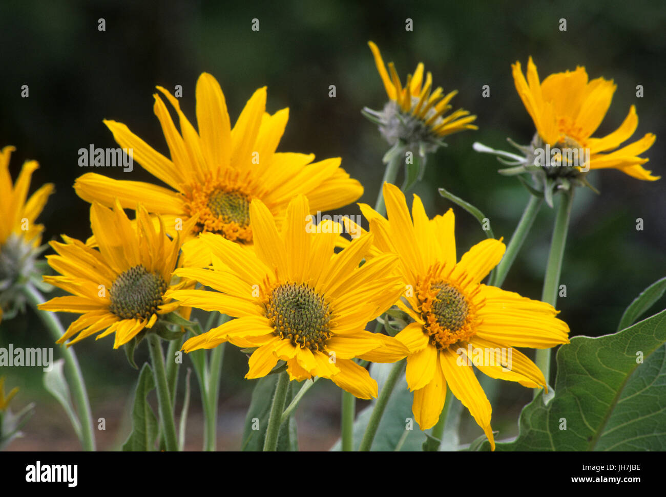 Balsamroot (Balsamorhiza deltoidea), Okanogan National Forest ...