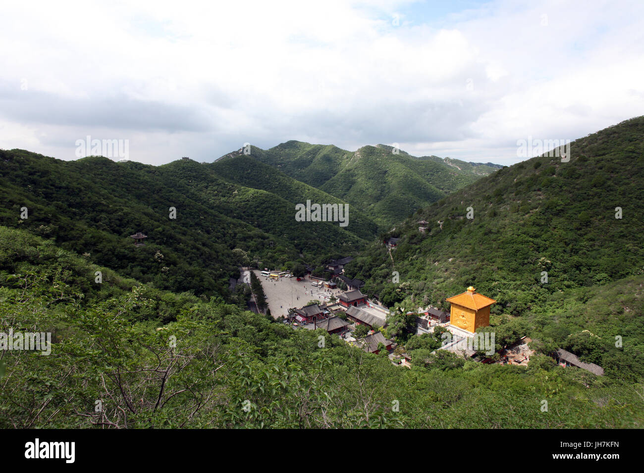 Chinese phoenix tree hi-res stock photography and images - Alamy
