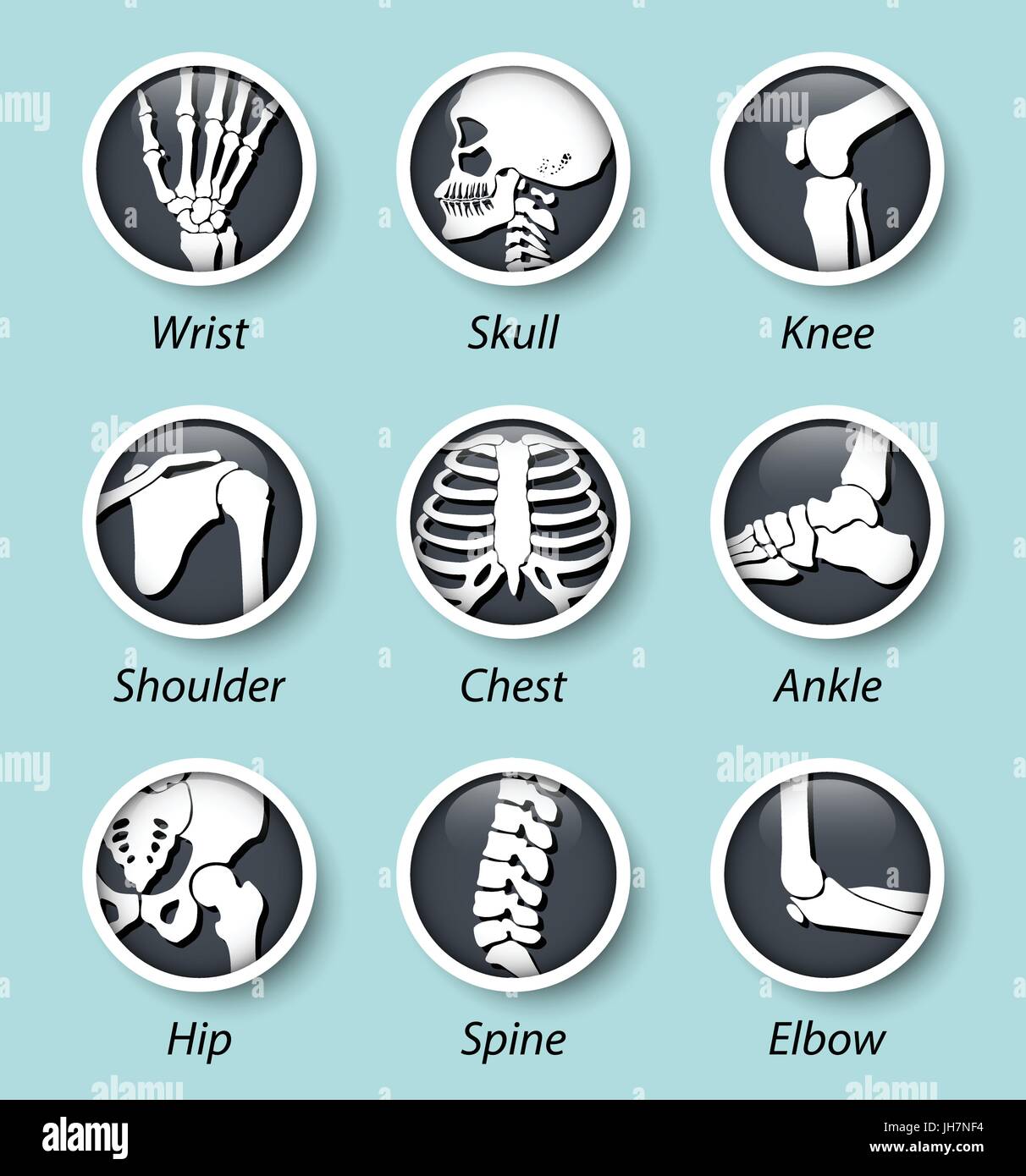 Skeleton system icon with bulging glass cover Stock Vector Image & Art ...