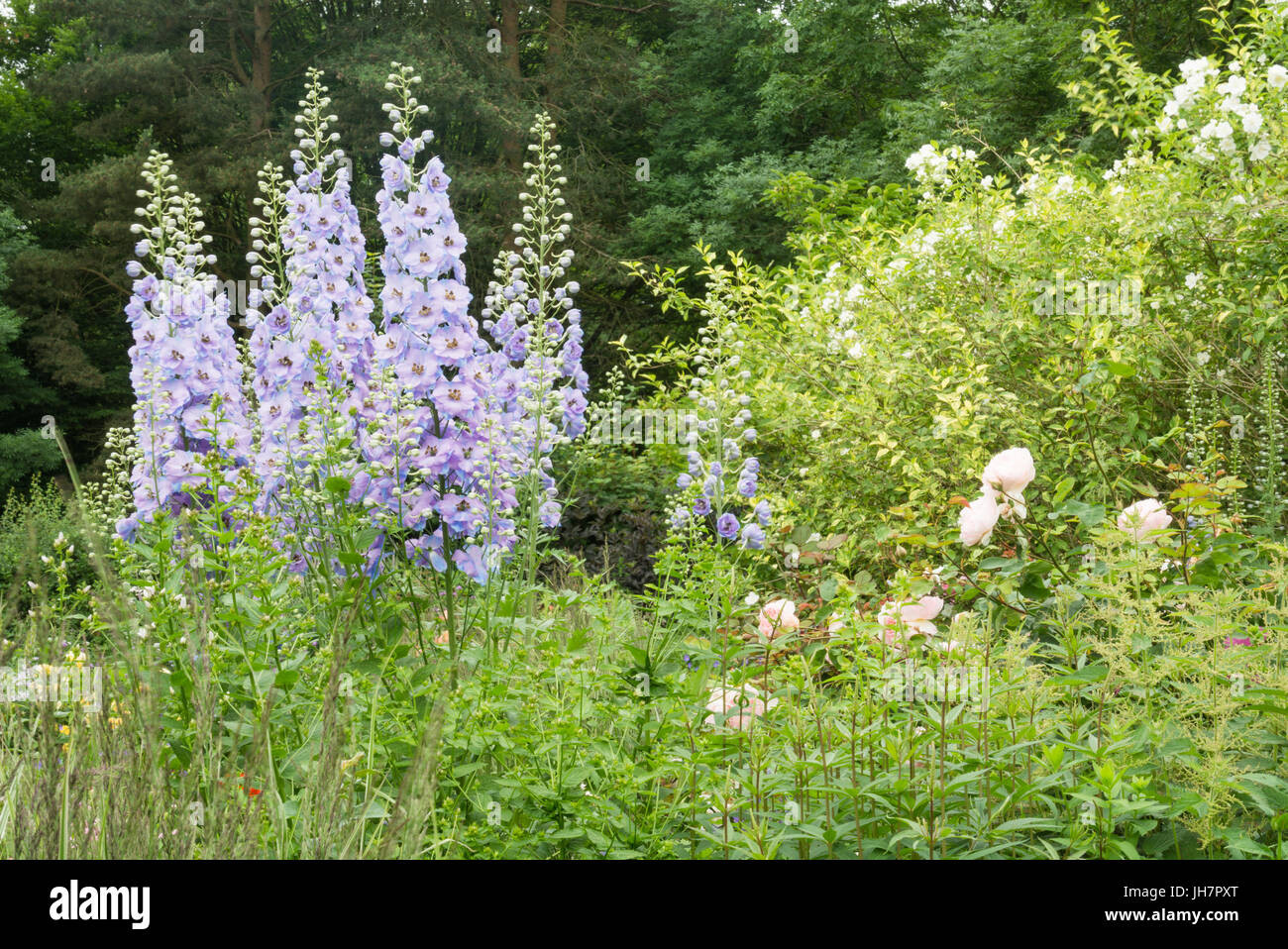 Blue Delphiniums in a garden Stock Photo - Alamy