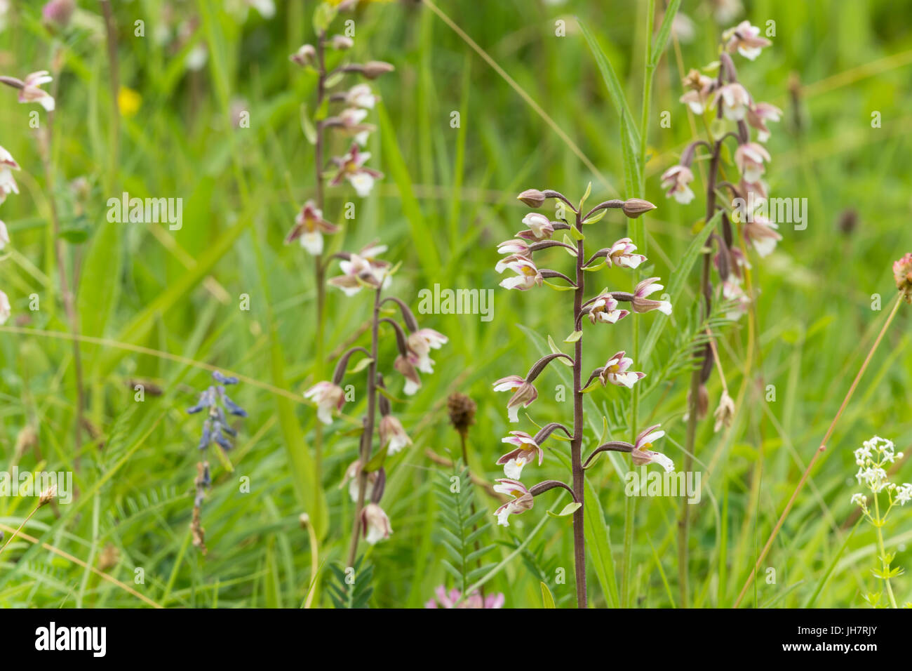 Marsh Helleborine, Epipactis palustris Stock Photo - Alamy