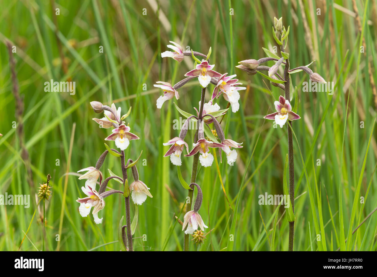 Marsh Helleborine, Epipactis palustris Stock Photo - Alamy