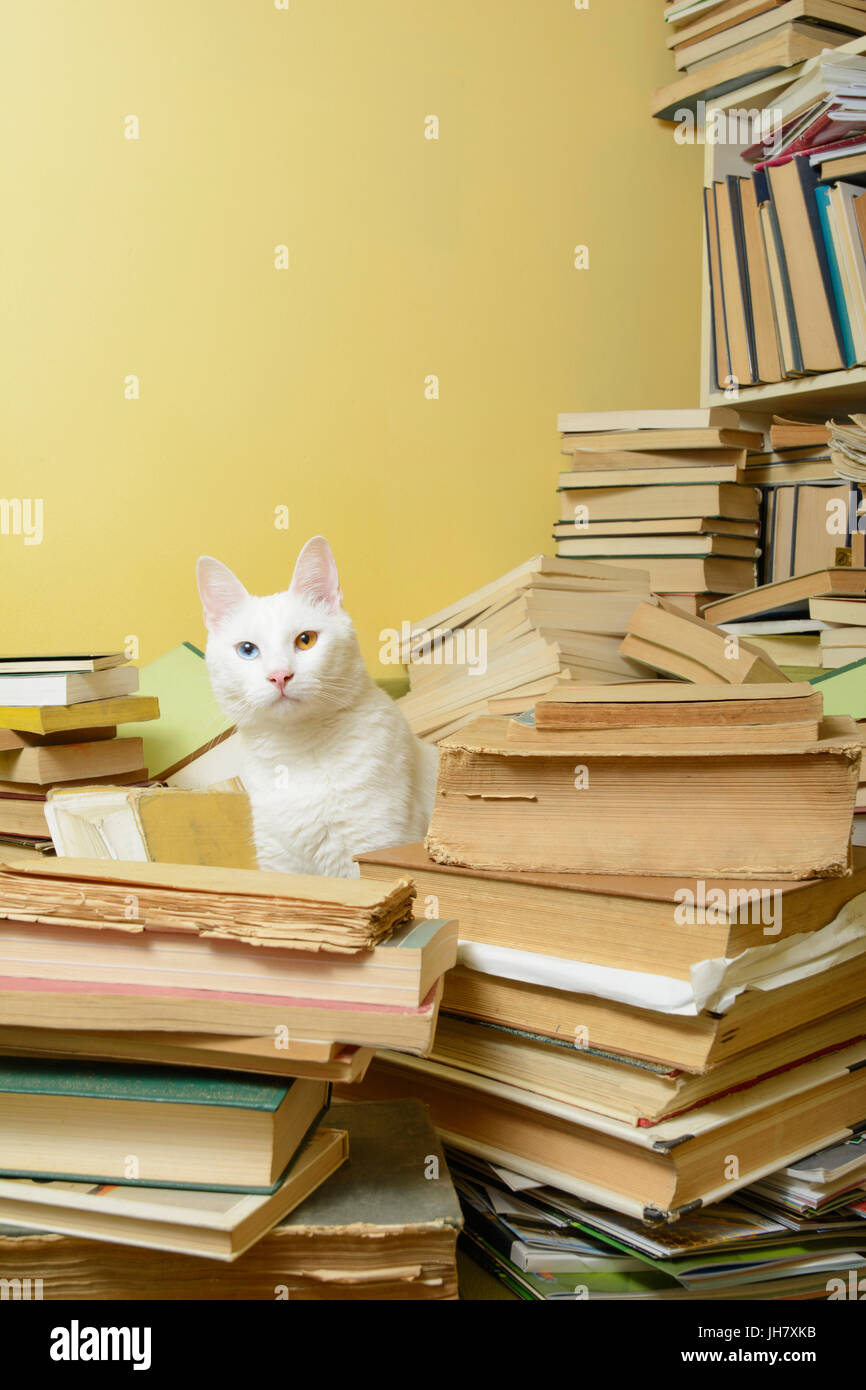White cat with heterochromia iridum standing among a pile of books ...