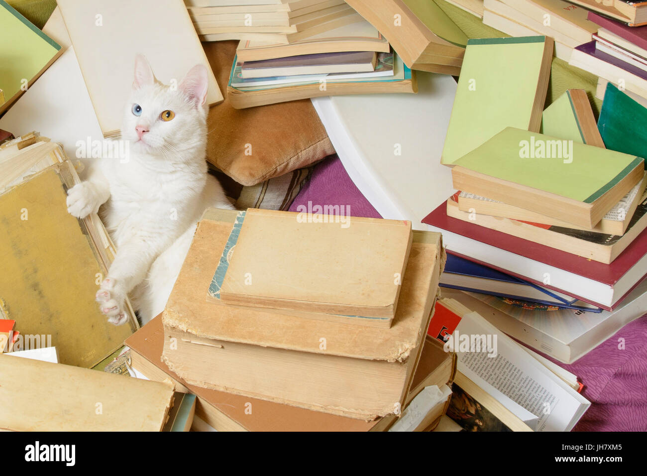 Beautiful white cat lying in a bunch of books, stretching out its paw ...
