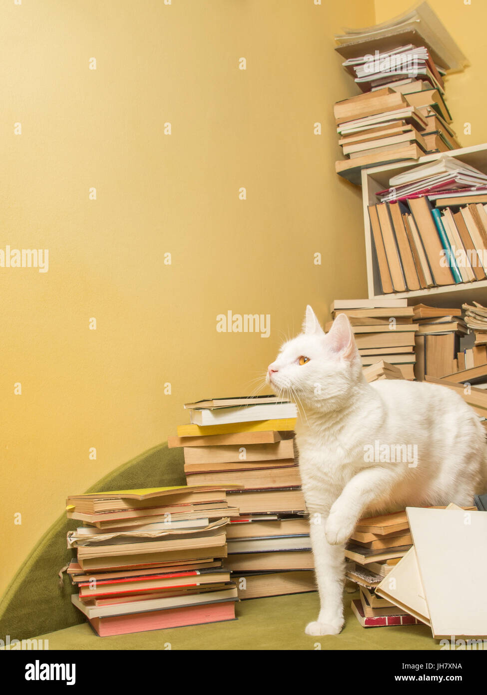 White cat is coming out of a pile of books. Partially visible bookshelf ...