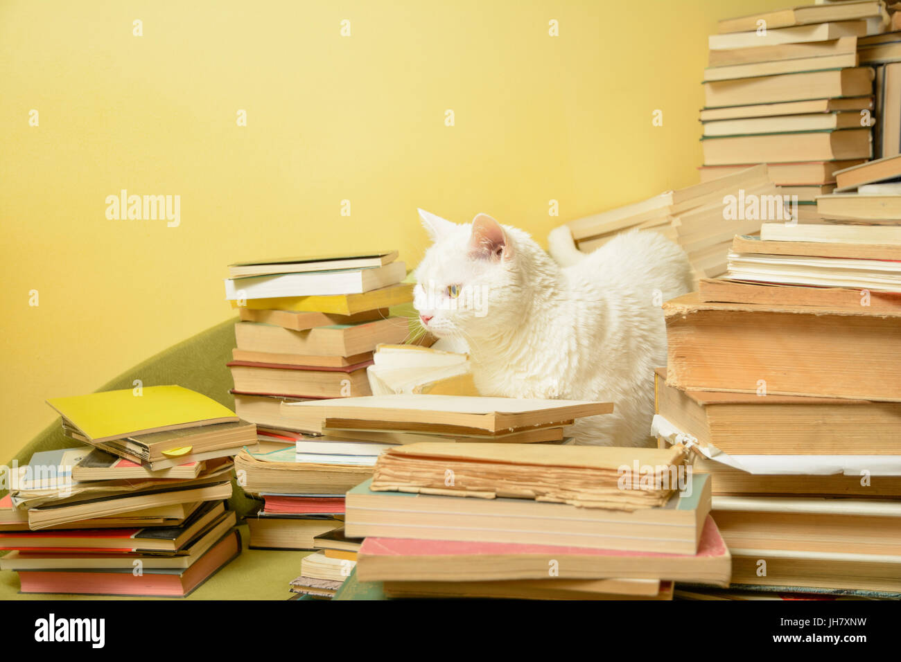 Cute white cat hi-res stock photography and images - Alamy