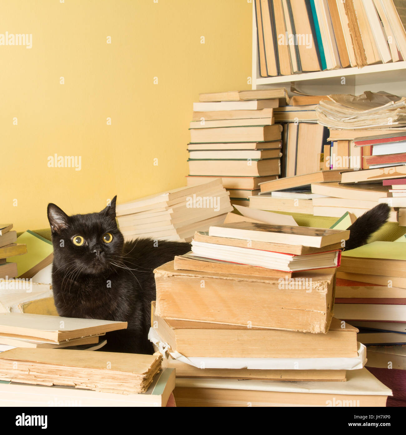 Black cat lying in a pile of books. A part of the bookshelf is visible ...