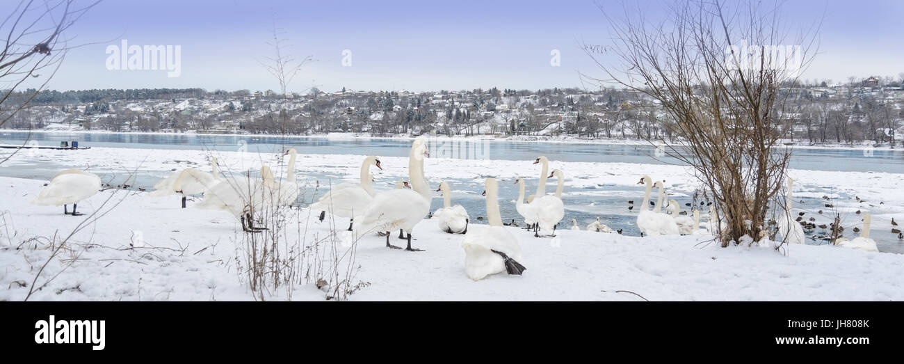 On the beautiful blue Danube. Winter scenery. A bevy of swans, a flock ...