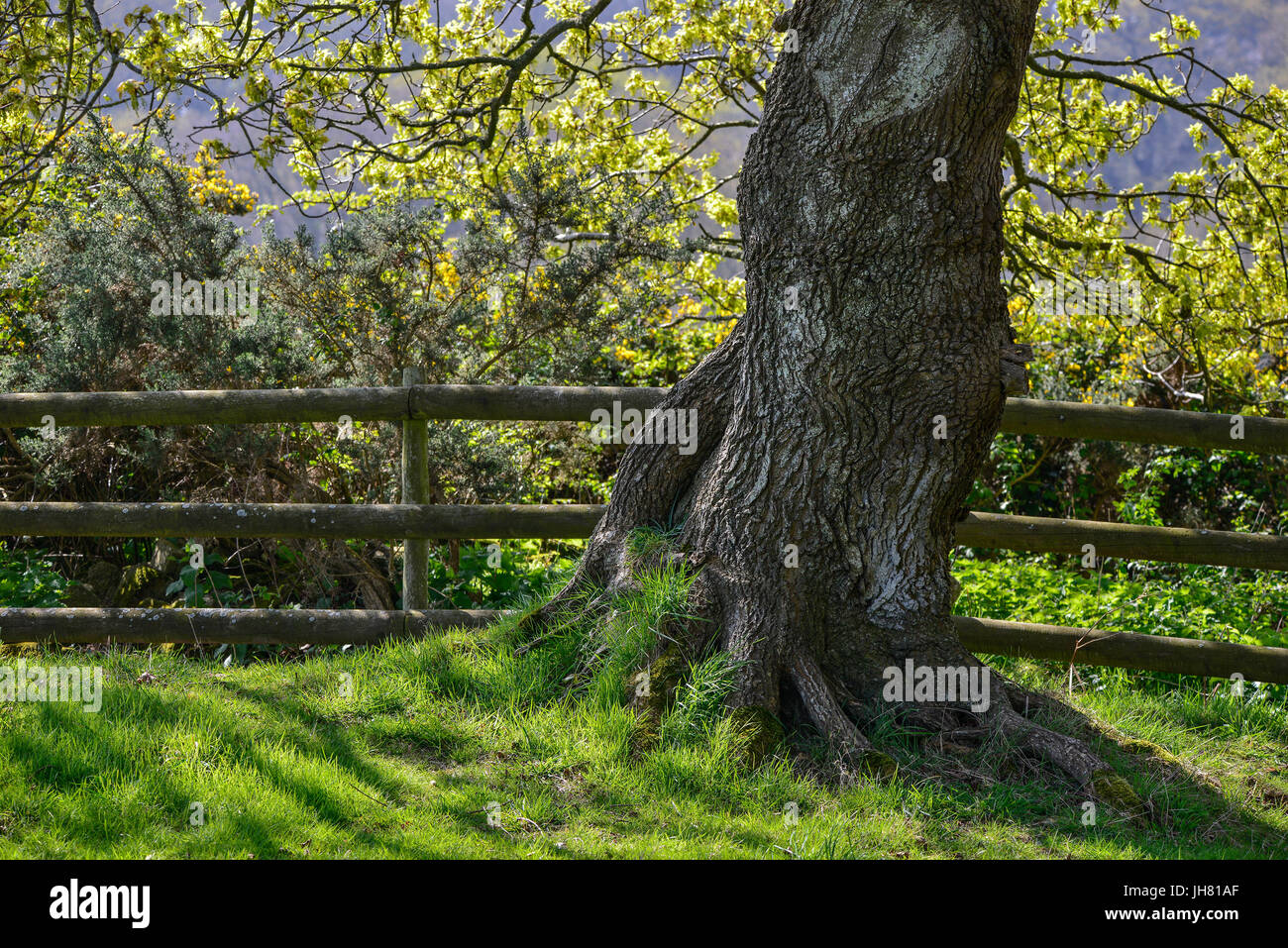 Beautiful colorful bright image of tree in field in countryside in ...