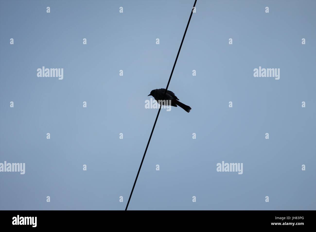 Bird on Wire Stock Photo - Alamy
