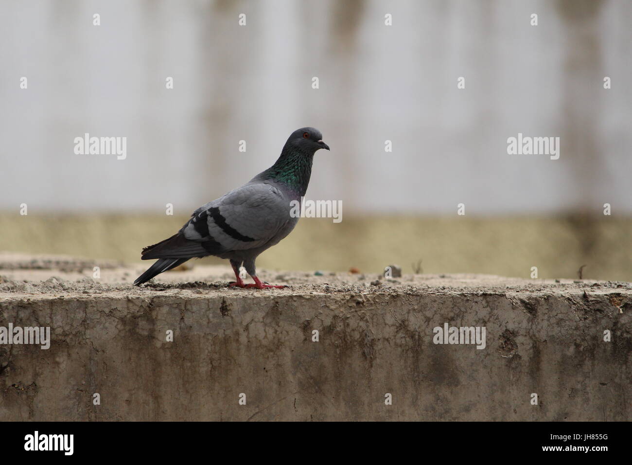 Pigeon and the Building Stock Photo - Alamy