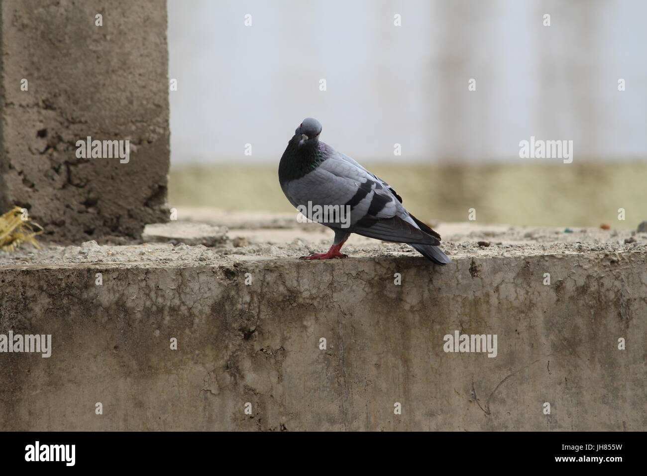 Pigeon and the Building Stock Photo - Alamy