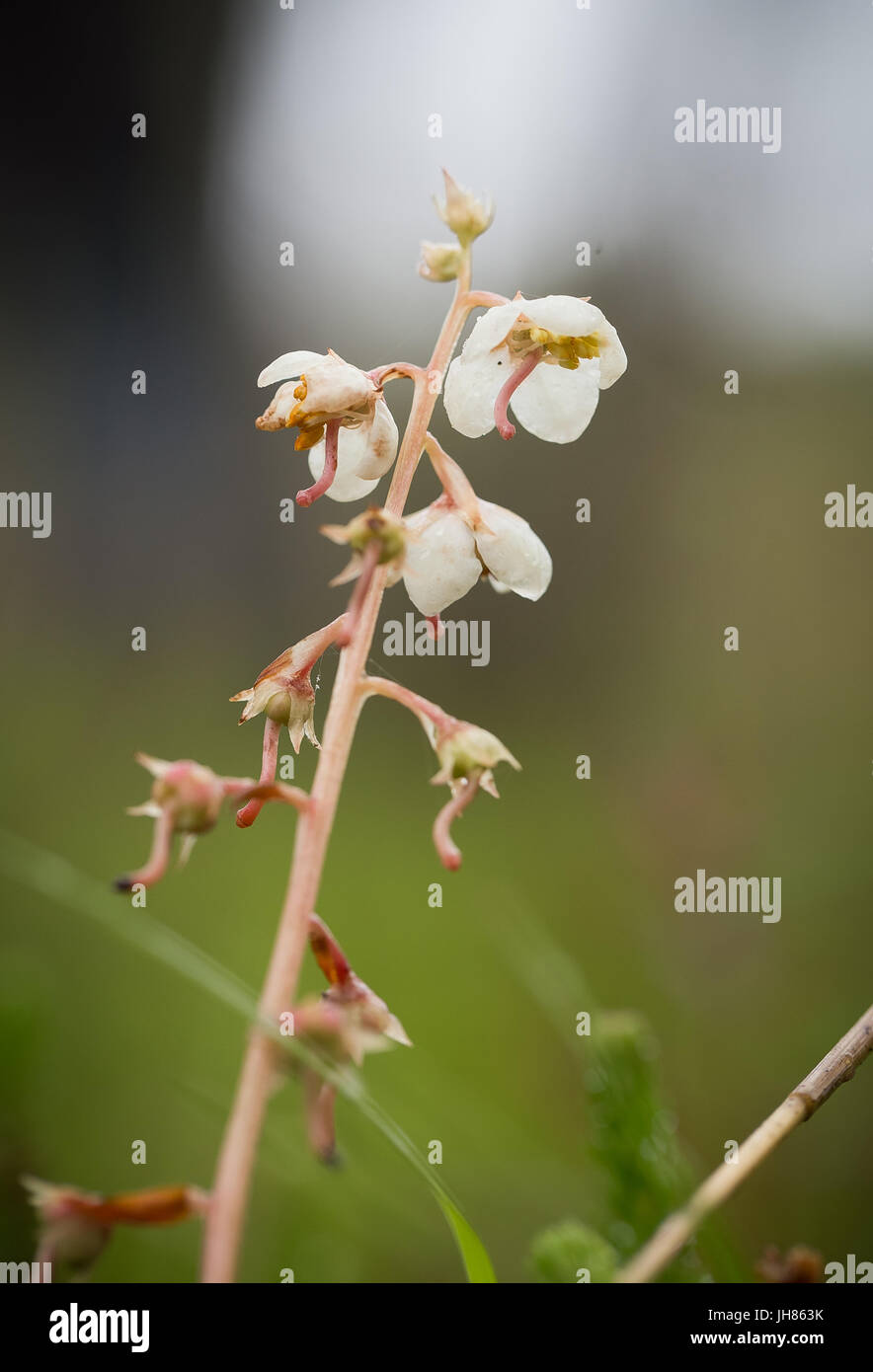 A beautiful small white marsh flower after the rain. Shallow depth of ...