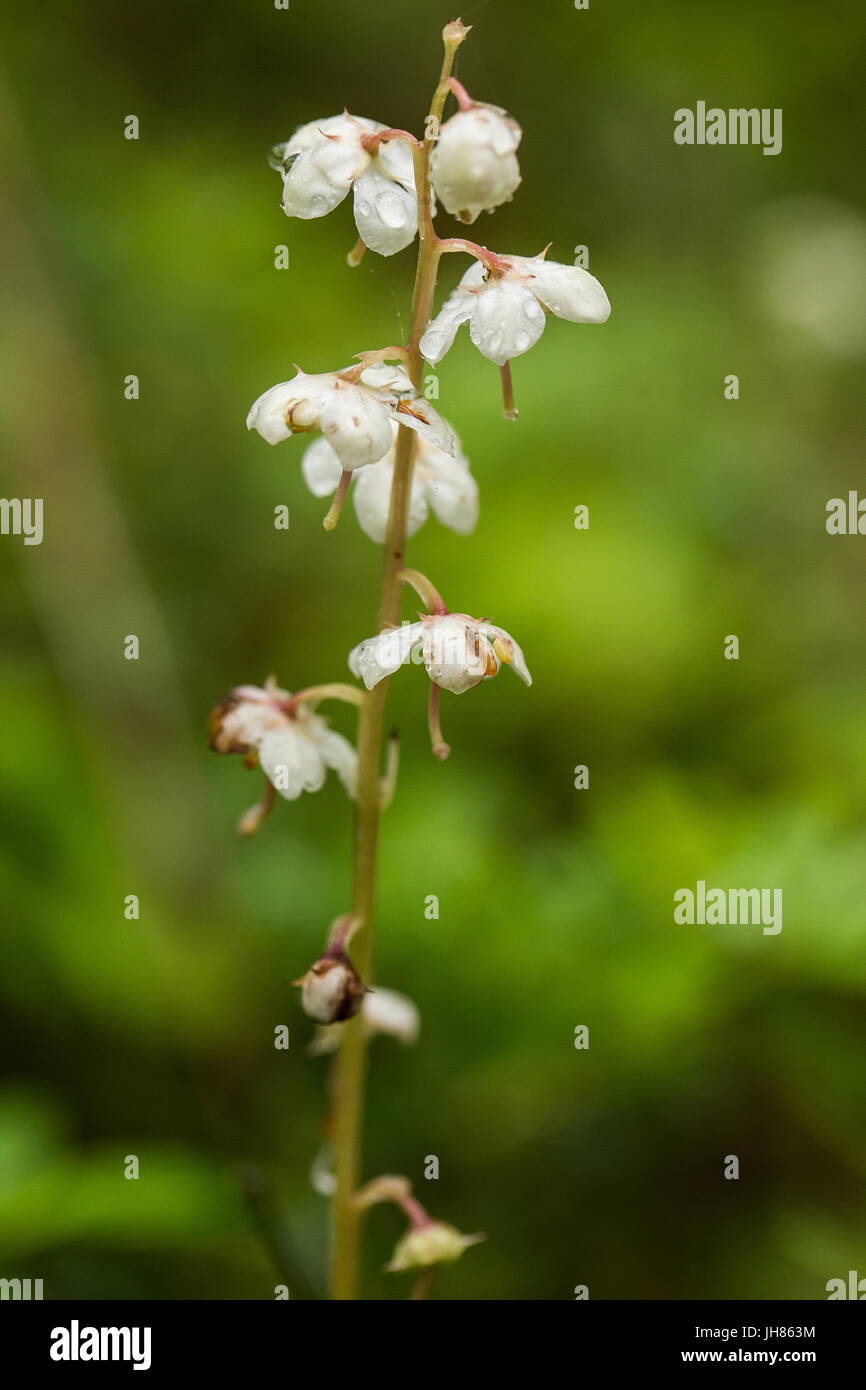 A beautiful small white marsh flower after the rain. Shallow depth of ...