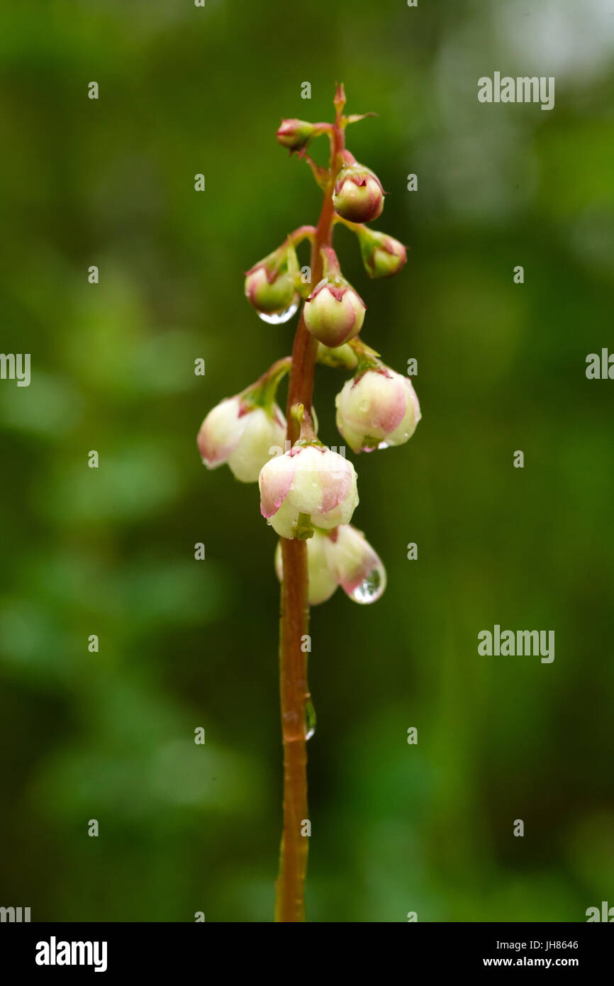 A beautiful small white marsh flower after the rain. Shallow depth of ...