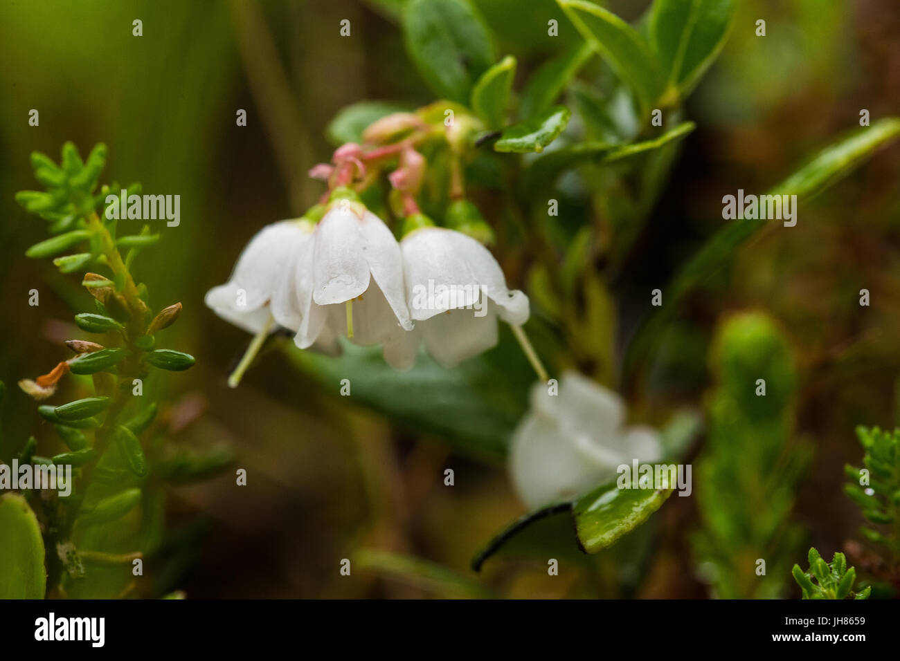 A beautiful small white marsh flower after the rain. Shallow depth of ...