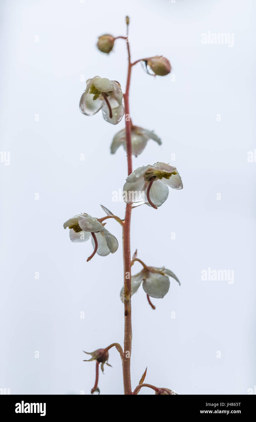 A beautiful small white marsh flower after the rain. Shallow depth of ...