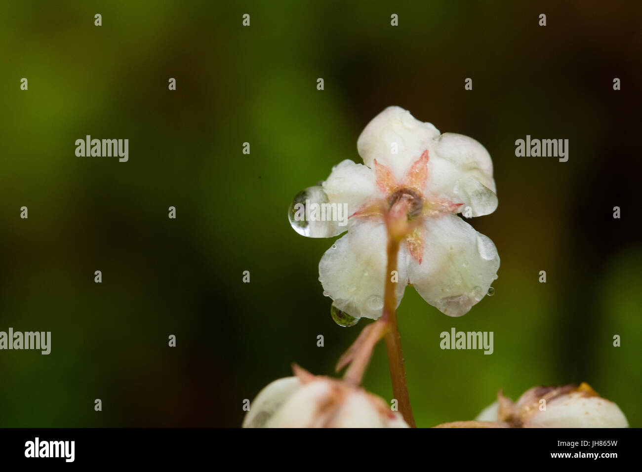 A beautiful small white marsh flower after the rain. Shallow depth of ...
