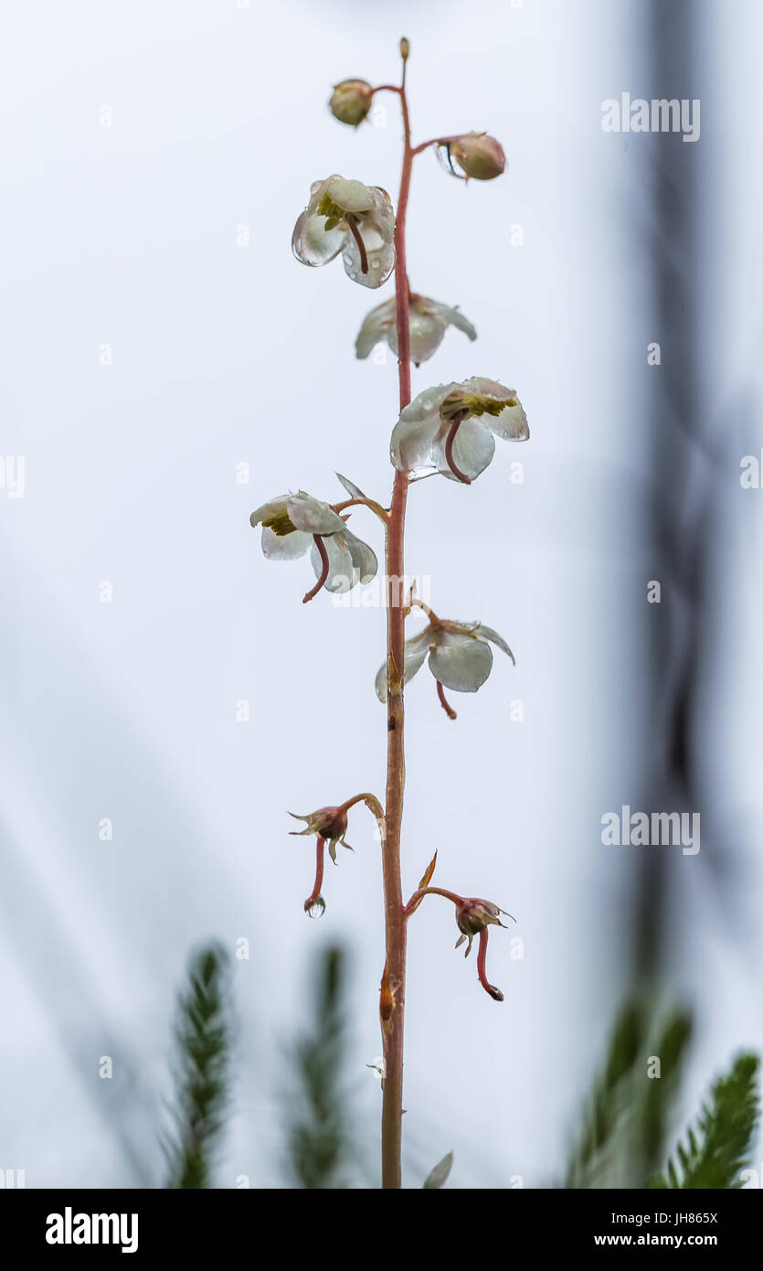A beautiful small white marsh flower after the rain. Shallow depth of ...
