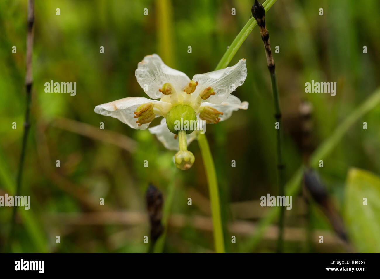 A beautiful small white marsh flower after the rain. Shallow depth of ...