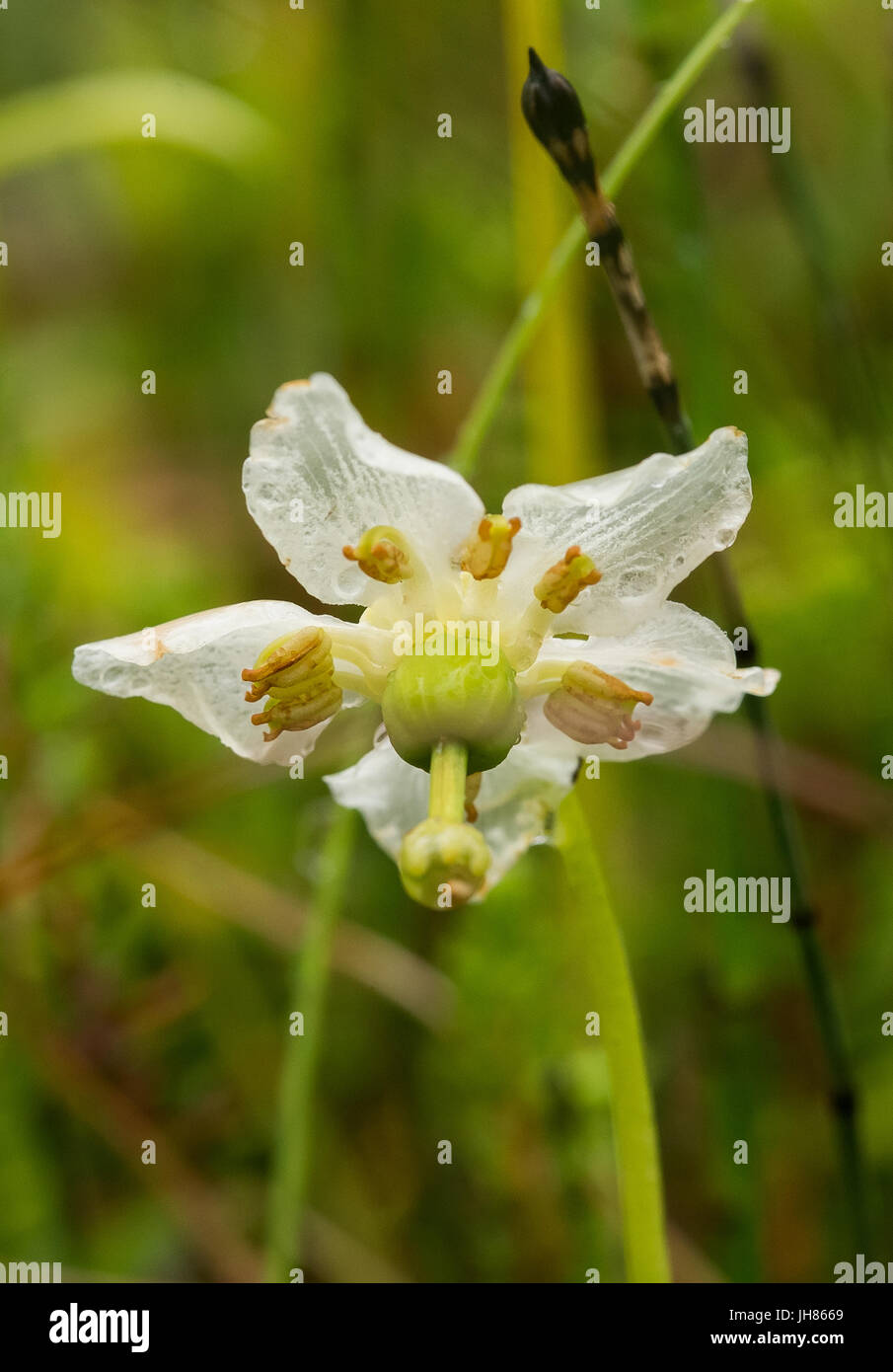 A beautiful small white marsh flower after the rain. Shallow depth of ...