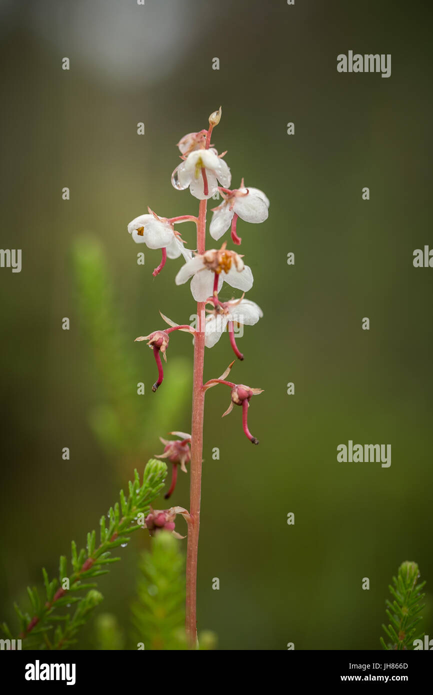 A beautiful small white marsh flower after the rain. Shallow depth of ...