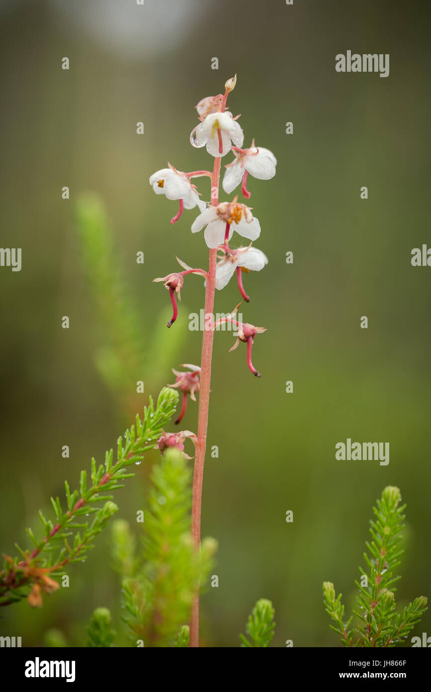 A beautiful small white marsh flower after the rain. Shallow depth of ...